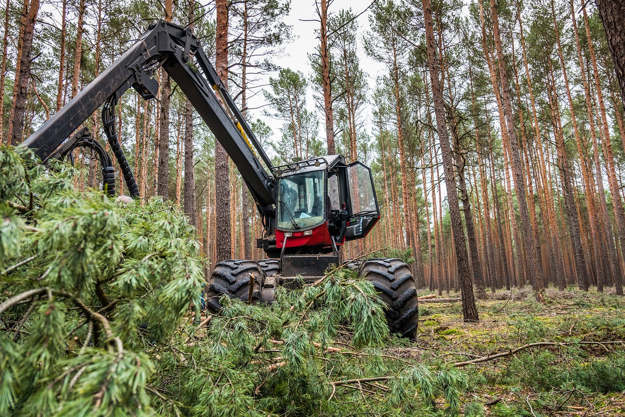 Guide to Forestry Degrees - Pathways to Advancement